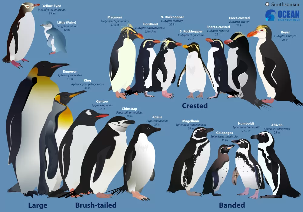 Penguin Species KeizerPenguin