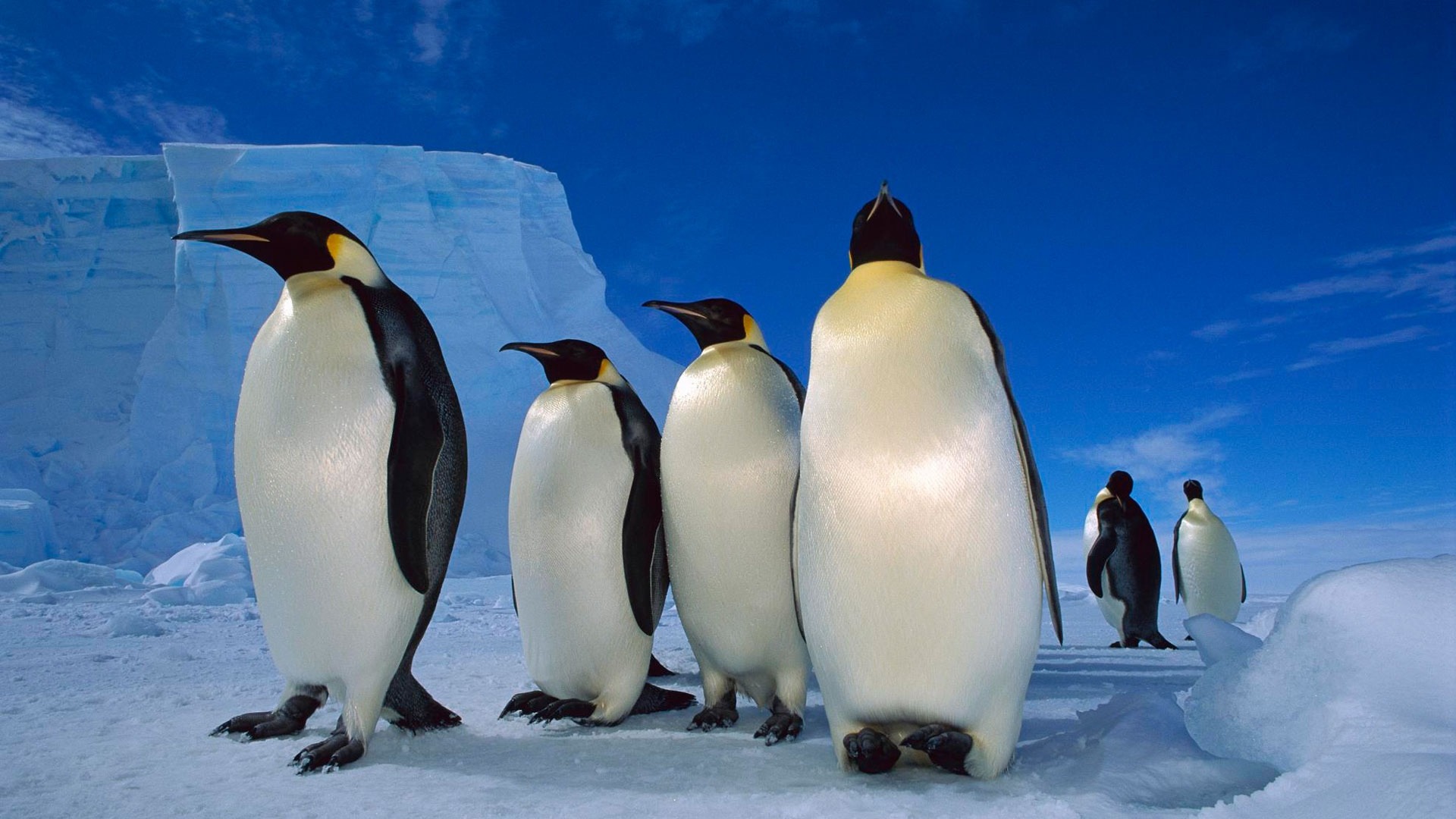 Emperor Penguin Wallpaper